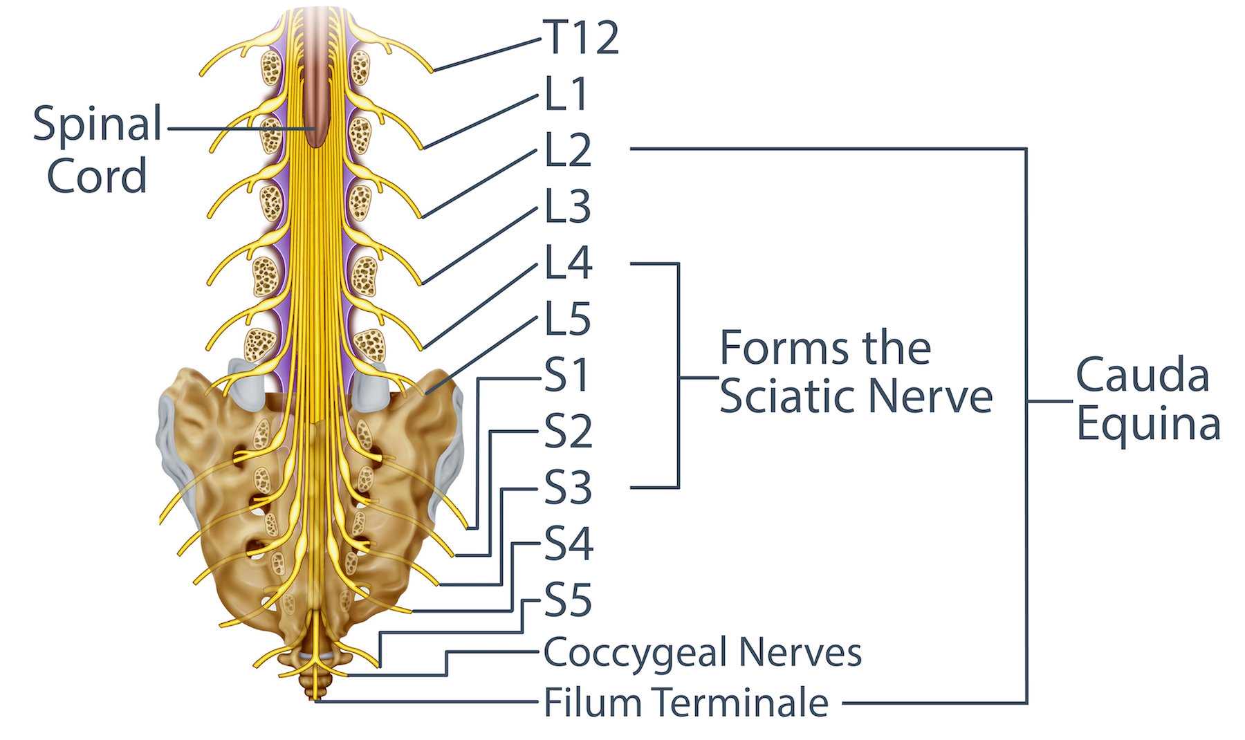 Radiculopathy Pinched Nerve Treatments in Miami | MNC